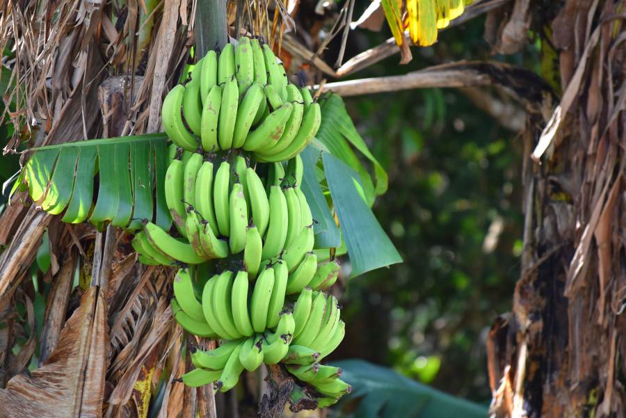 8 Unique Foods in Niue You Have to Try - Niue Pocket Guide