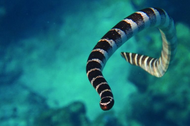 10 Animals and Birds Native to Niue - Niue Pocket Guide