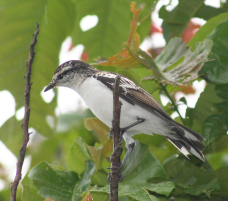 10 Animals and Birds Native to Niue - Niue Pocket Guide
