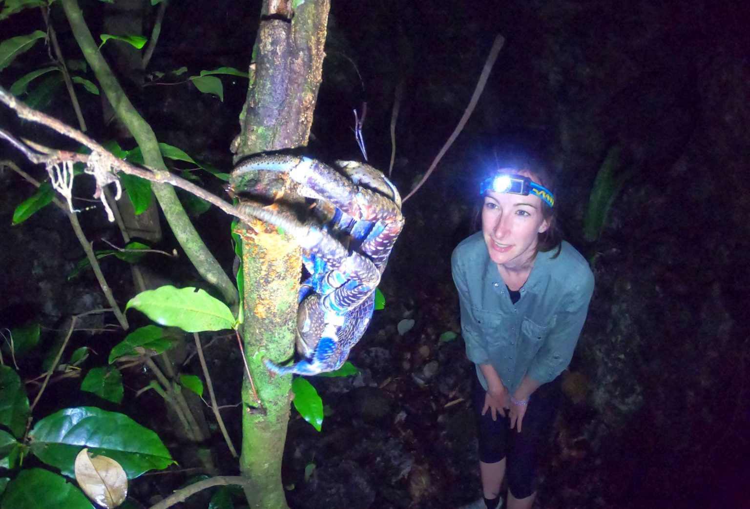 Wildlife in Niue: Animals in Niue & Where to See Them - Niue Pocket Guide