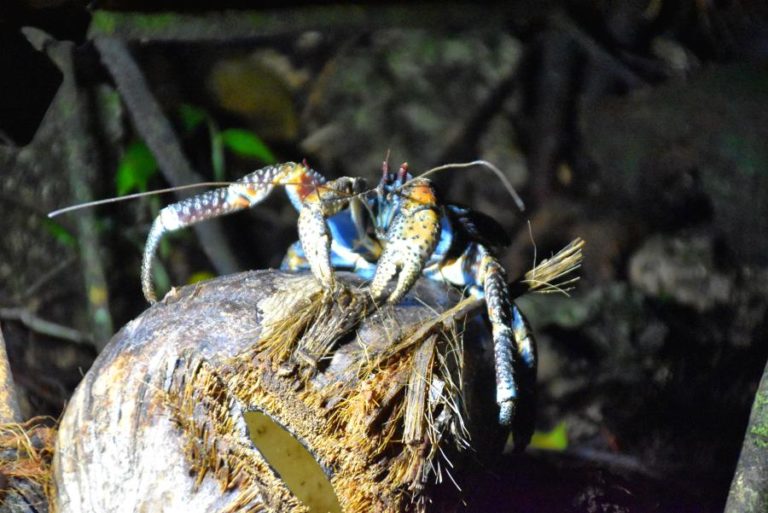 10 Animals & Birds Native to Niue - Niue Pocket Guide