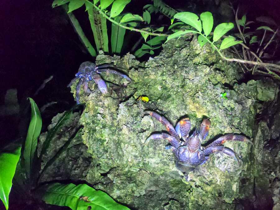 8 Ways See Uga (Coconut Crabs) in Niue - Niue Pocket Guide