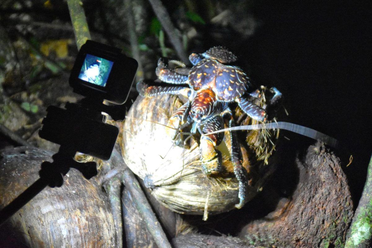 Wildlife in Niue: Animals in Niue & Where to See Them - Niue Pocket Guide