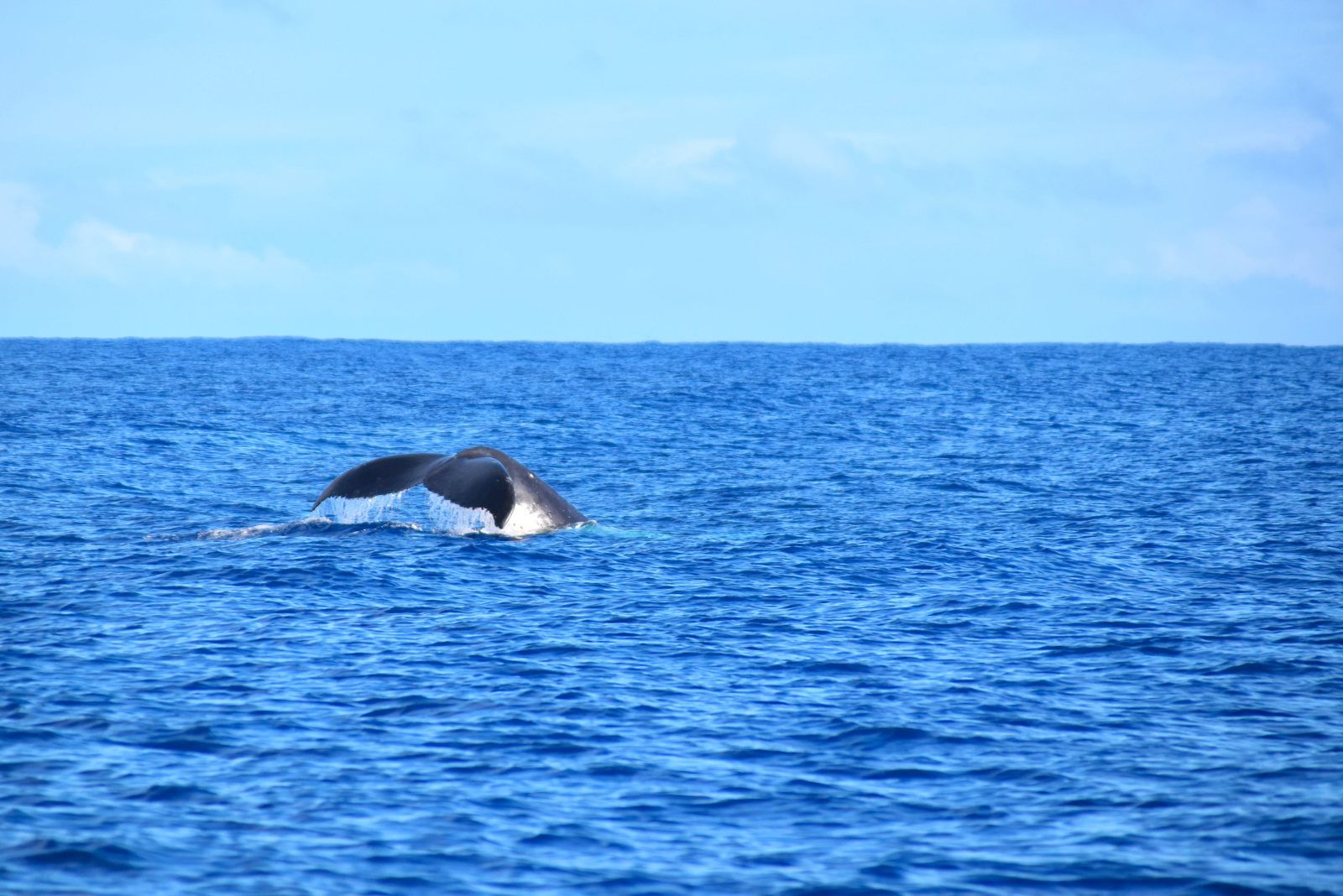 10 Best Things to Do in Avatele - Niue Pocket Guide