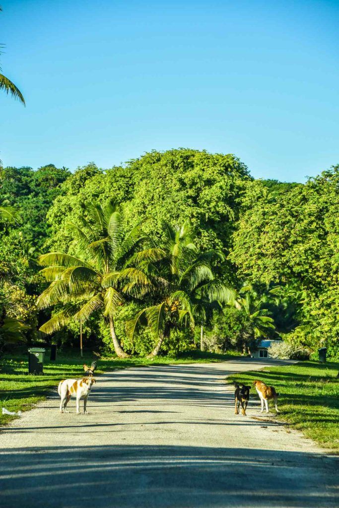 Niue Safety Tips: Is it Safe to Travel to Niue? - Niue Pocket Guide