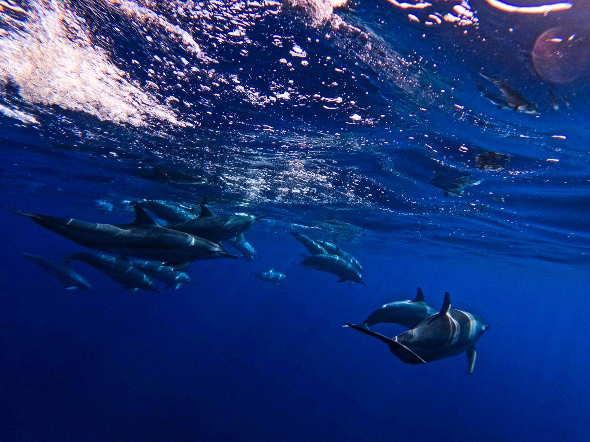 10 Animals & Birds Native to Niue - Niue Pocket Guide